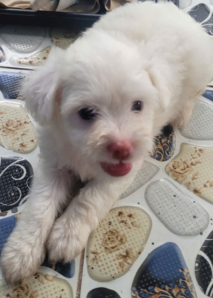 [Cần bán] - Chó Poodle nhà đẻ còn 4 con tìm chủ. | OTOFUN | CỘNG ĐỒNG ...